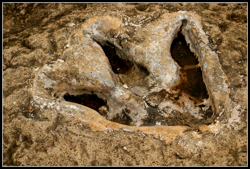 dinosaur-tracks3 | Terror from Beyond the Dave