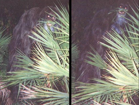 Myakka Monster Madness | Terror from Beyond the Dave